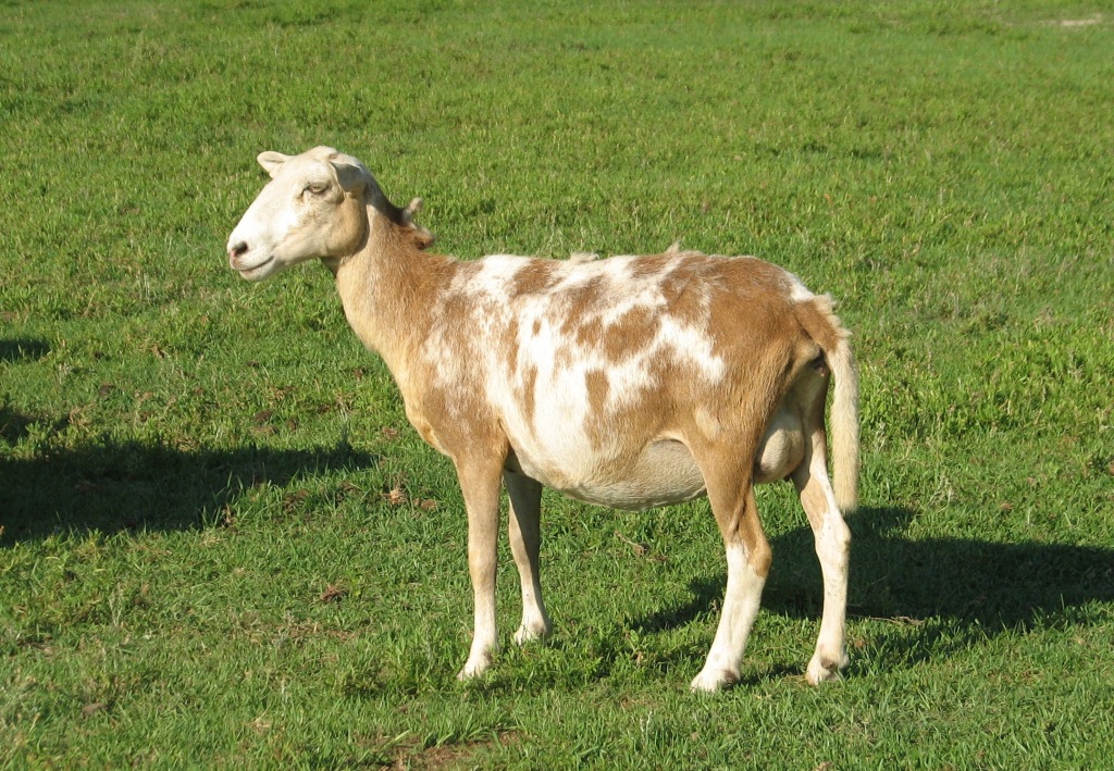 Katahdin Sheep - Rocking B-A-B Ranch